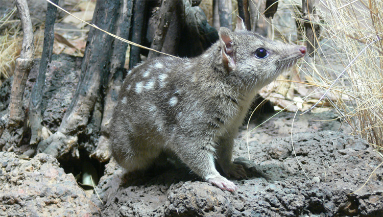 Research & Conservation - Territory Wildlife Park